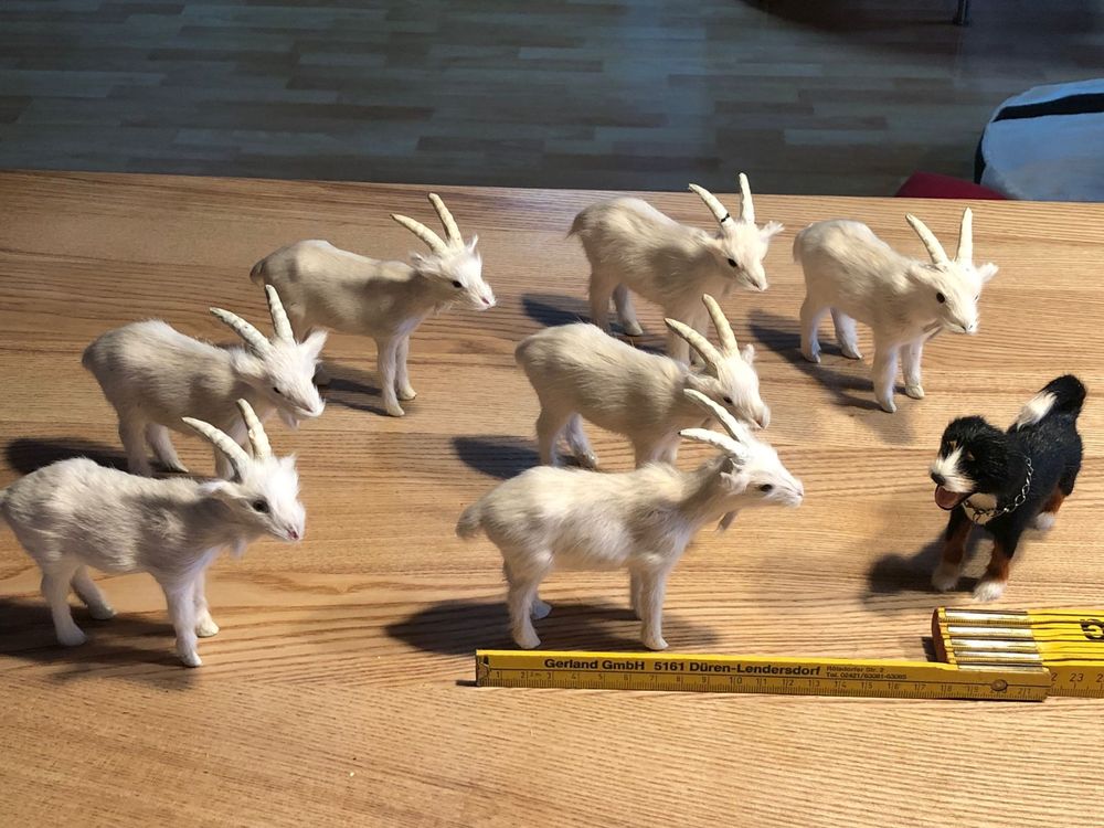 7 weisse Geissli + Hund | Kaufen auf Ricardo