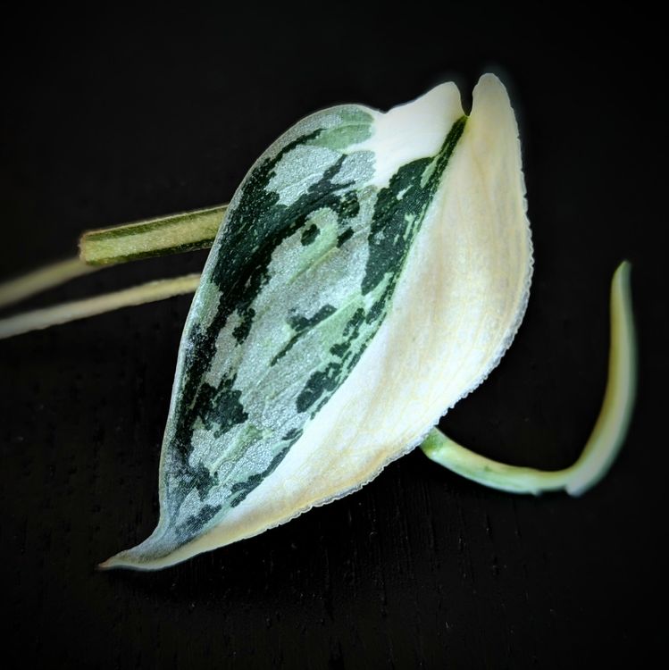 Scindapsus Mayari Variegata | Kaufen auf Ricardo