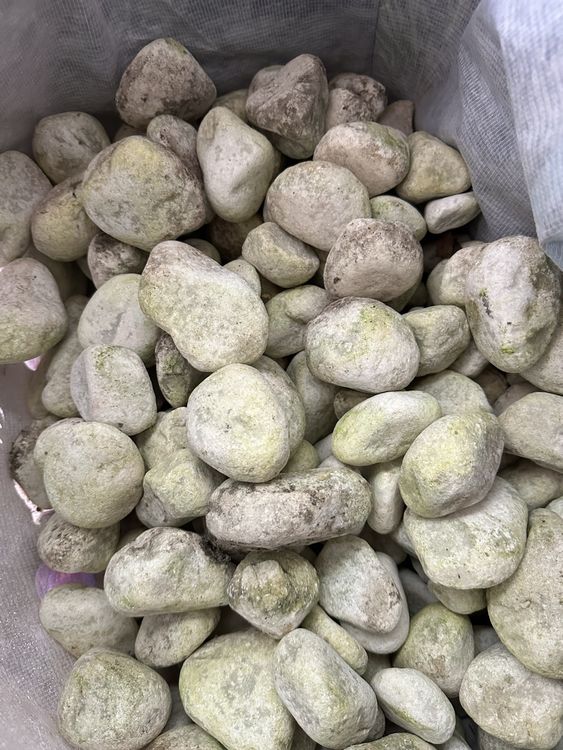 GRATIS - Zierkies weiss (Gebraucht) in Weinfelden für CHF 0.05 – nur ...
