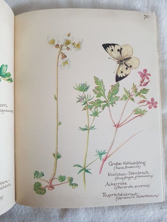 Das Tagebuch der Edith Holden, Vögel, Blumen, Insekten | Kaufen auf Ricardo