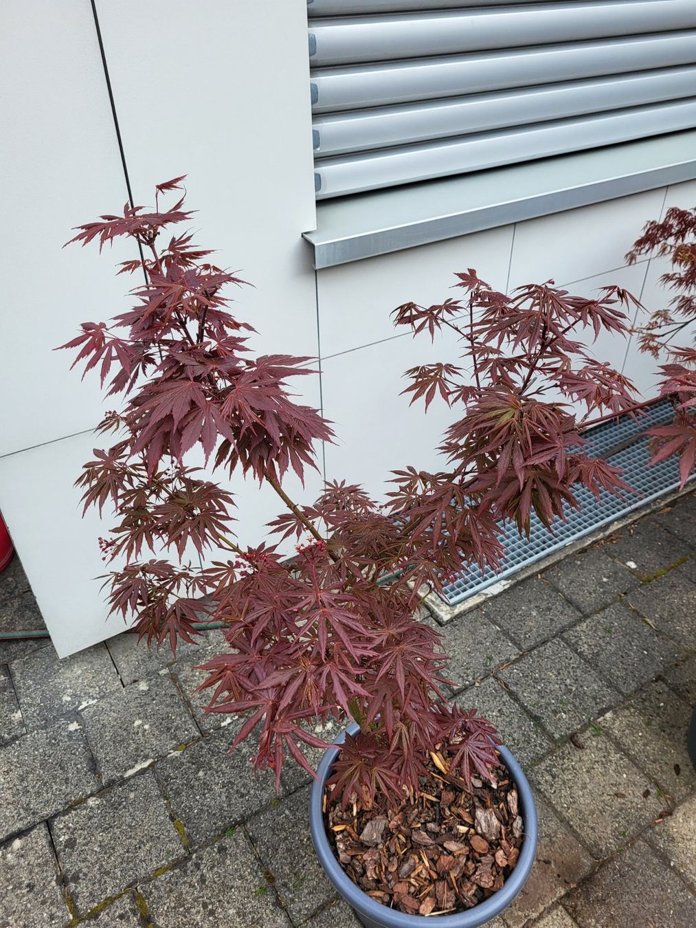 Japanischer Ahorn Kleinwuchsig