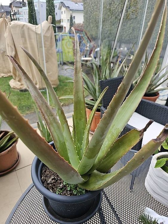 Aloe Vera Topfgrosse