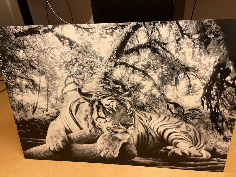 Tiger Bild | Kaufen auf Ricardo