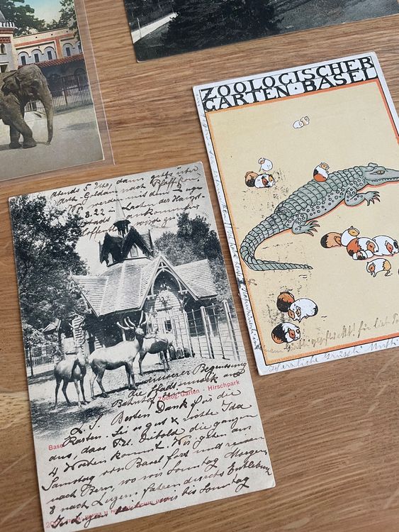 Basler Zoo, 4 Postkarten beschriftet, Rarität! 1928 (Gebraucht) in ...
