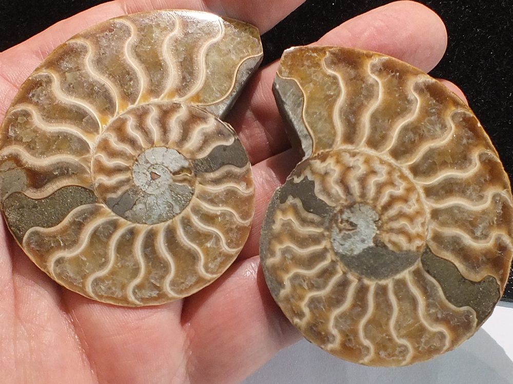 Ammonite Mollusque céphalopode fossile 79.08 grammes CHF 1.- (Neu ...