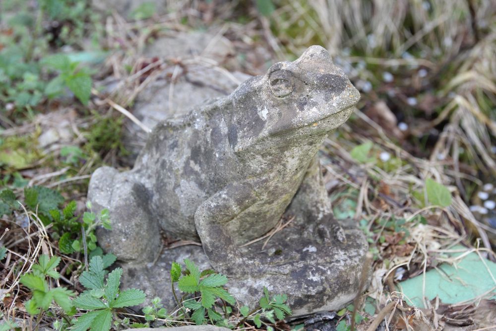 Frosch | Kaufen auf Ricardo