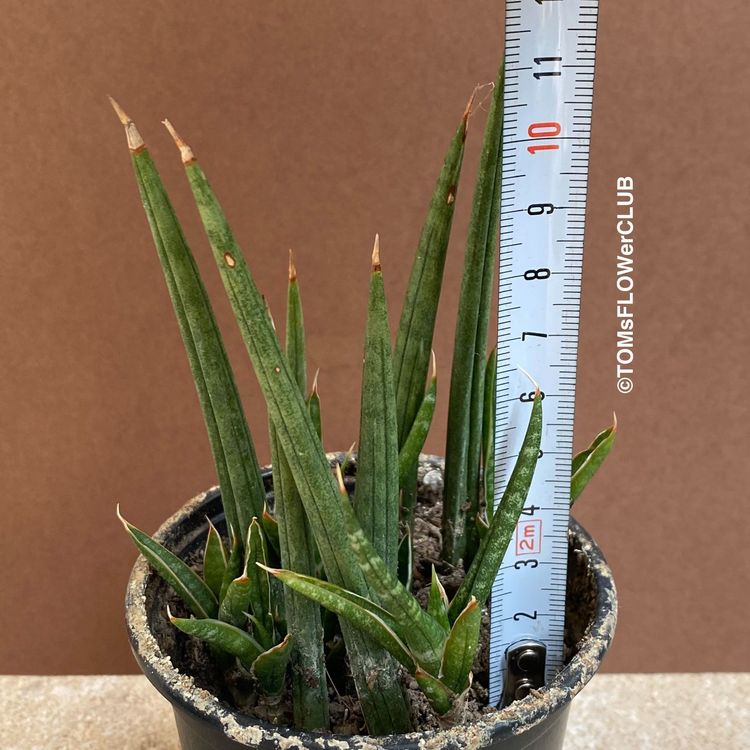 Sansevieria francisii 2J (Neu (gemäss Beschreibung)) in Adliswil für CHF 14 – mit Lieferung auf ...