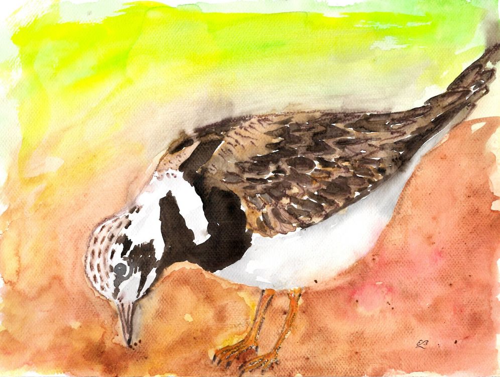 Zeichnung: Pickender Vogel | Kaufen auf Ricardo