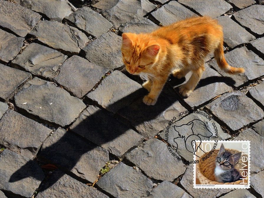 Maximumkarte Süsse Tiere - Katze (Neu (gemäss Beschreibung)) in Dottikon für CHF 4 – mit ...