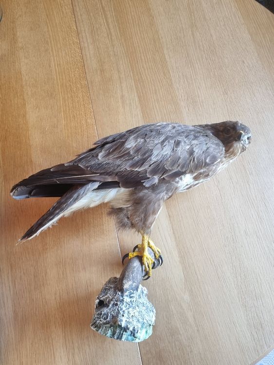 Prächtiger Bussard präpariert (Gebraucht) in Laufen für CHF 20 – mit ...