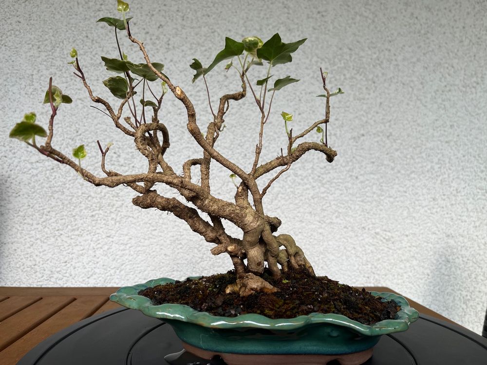 Efeu Bonsai | Kaufen auf Ricardo