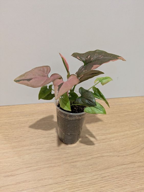 Syngonium Pink Splash Red Spot- Rare (Gebraucht) in Winkel für CHF 7 ...
