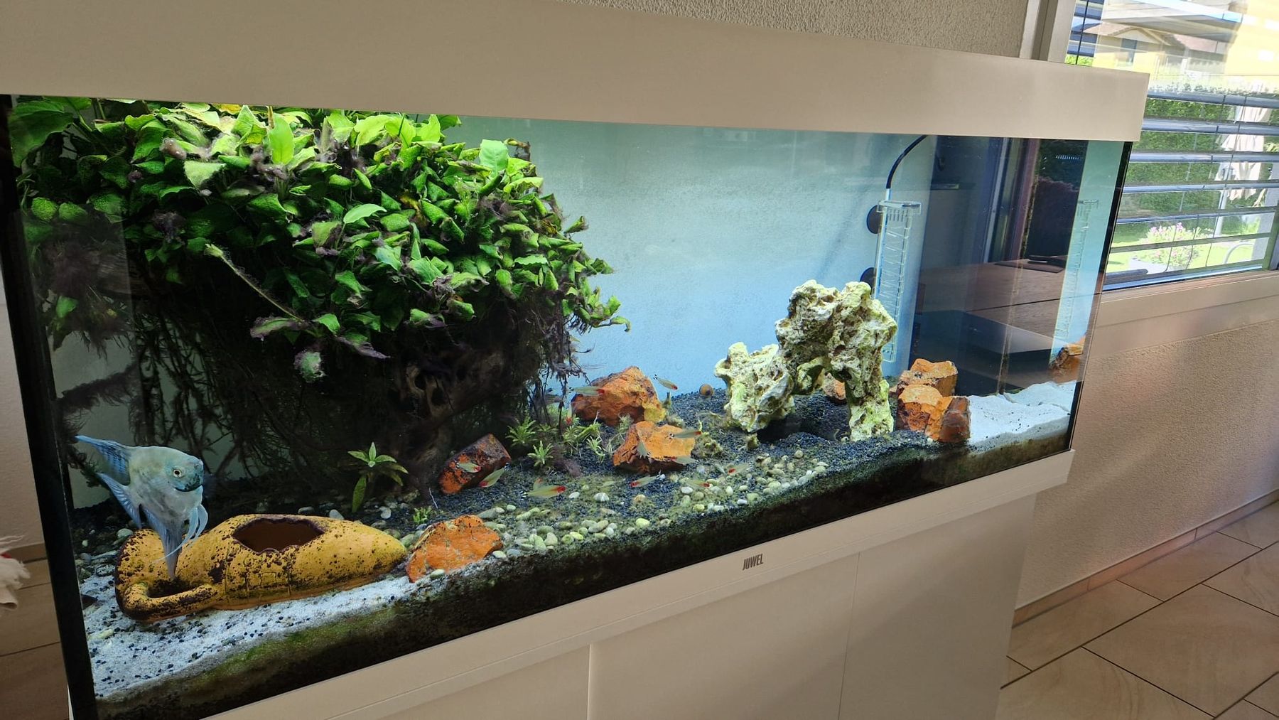 Grosses Aquarium Juwel Rio 250 Liter - Top Zustand! (Gebraucht) in ...