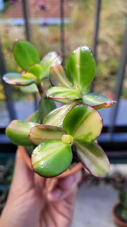 Geldbaum; Crassula ovata 'The Return of Beauty' (Gebraucht) in Zürich ...