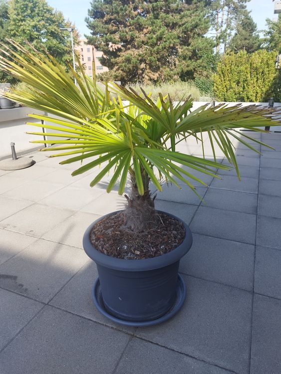 Tessiner Palme im Topf | Kaufen auf Ricardo