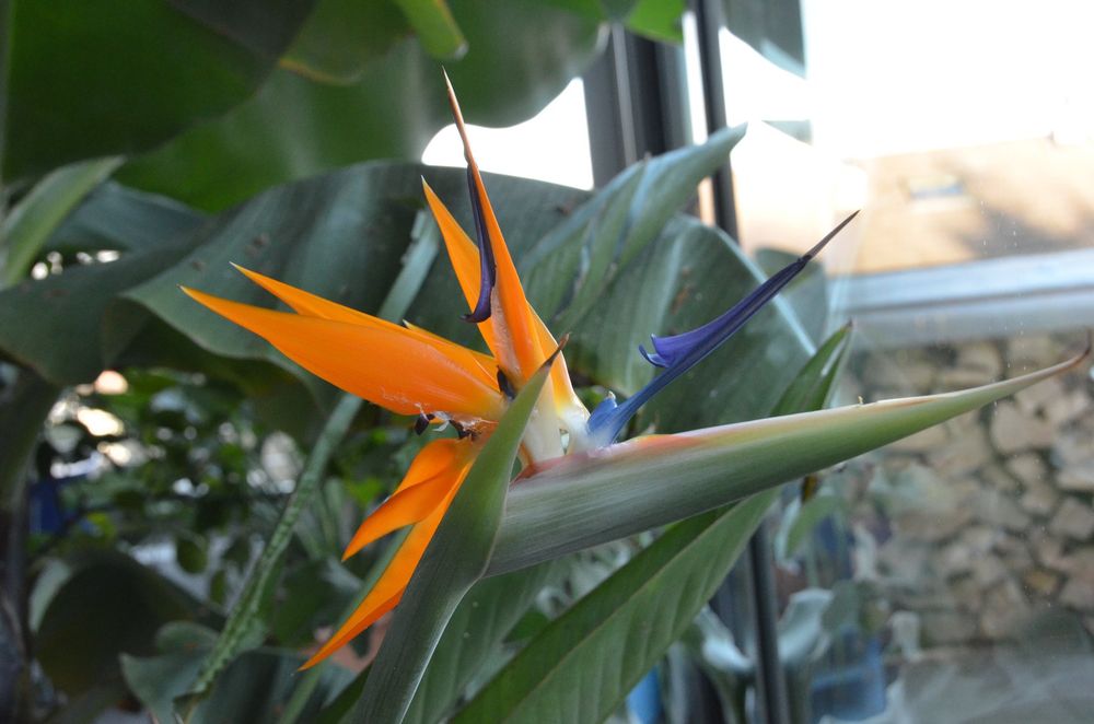 Strelizie, Paradiesvogelblume (Gebraucht) in für CHF 20 – nur Abholung ...