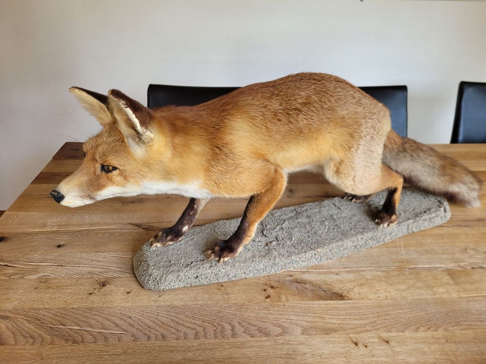 Fuchs | Kaufen auf Ricardo