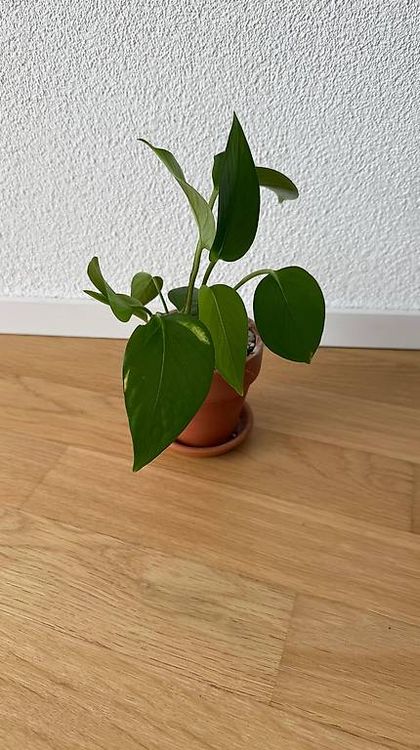 Epipremnum aureum, Efeutute (inkl Tontopf) Nr 1. (Gebraucht) in Aadorf ...