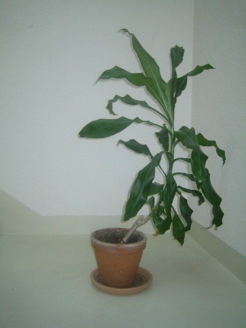 Yucca Palme Wchst Schief
