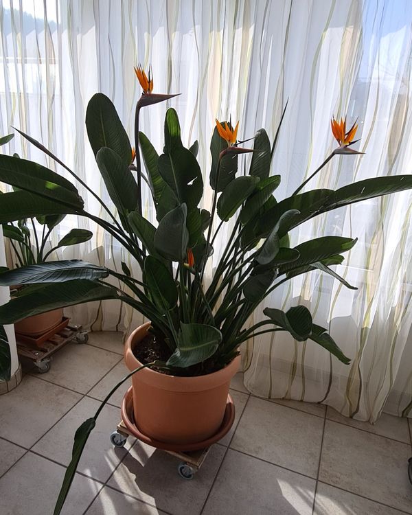 Strelizie | Kaufen auf Ricardo