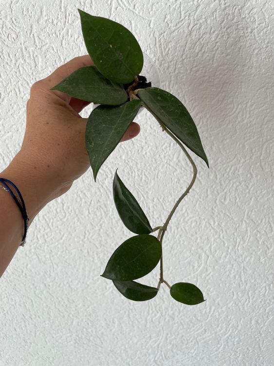 hoya parasitica black margin | Kaufen auf Ricardo