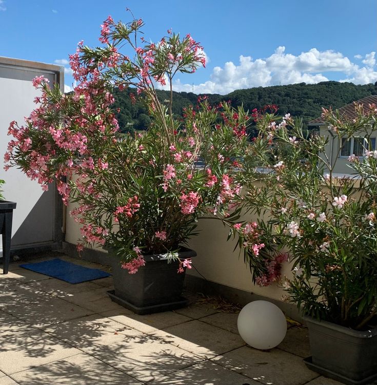 Oleander sehr gross | Kaufen auf Ricardo