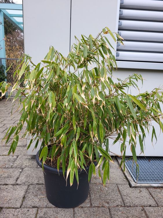 Bambus fargesia rufa, horstbildend 78 cm hoch (Gebraucht) in Buchs AG ...