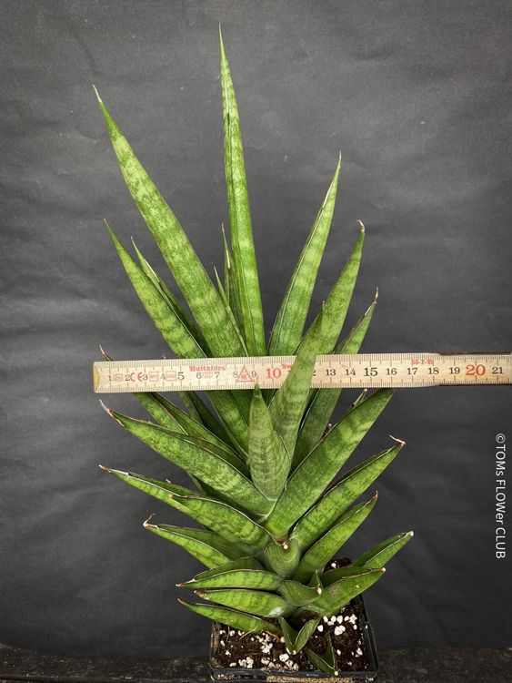 Sansevieria Cylindrica Hybride Starshooter (Neu (gemäss Beschreibung)) in Adliswil für CHF 38 ...