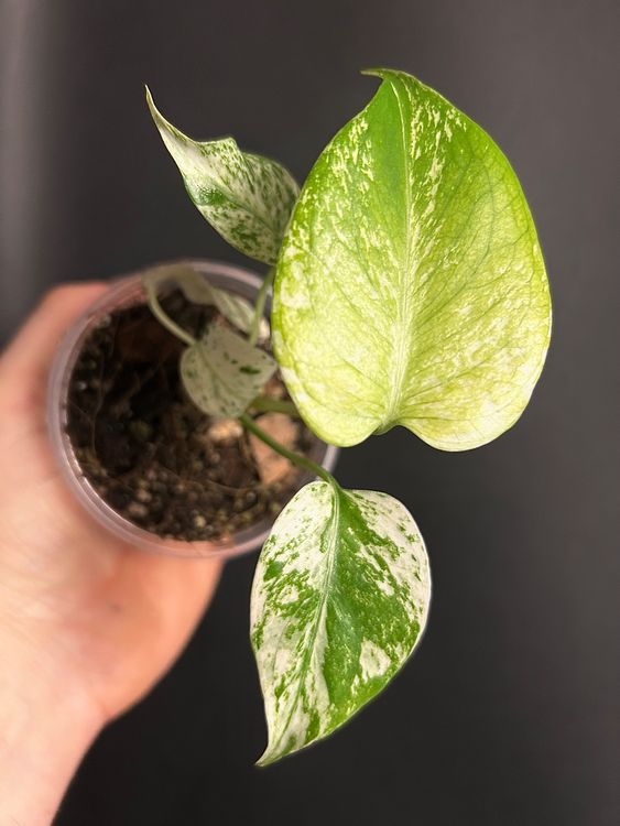 👁️ MONSTERA MINT „KUNZO WHITE MONSTER BABY, HIGH VARIEGATED (Gebraucht ...