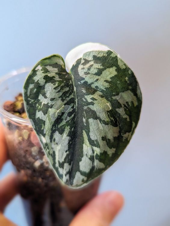 Scindapsus Mayari Variegata | Kaufen auf Ricardo