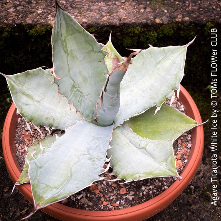 Agave Titanota White Ice - stolze "Agaven-Weiss-Königin"! (Neu und ...