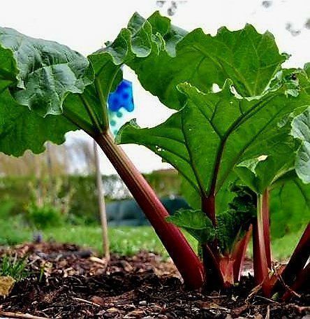 10 samen von echtem Rabarbar 🌱 10 graines de vrai Rabarba (Neu und ...
