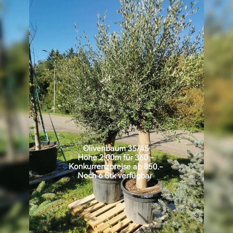 Olivenbaum - top Preis! | Kaufen auf Ricardo