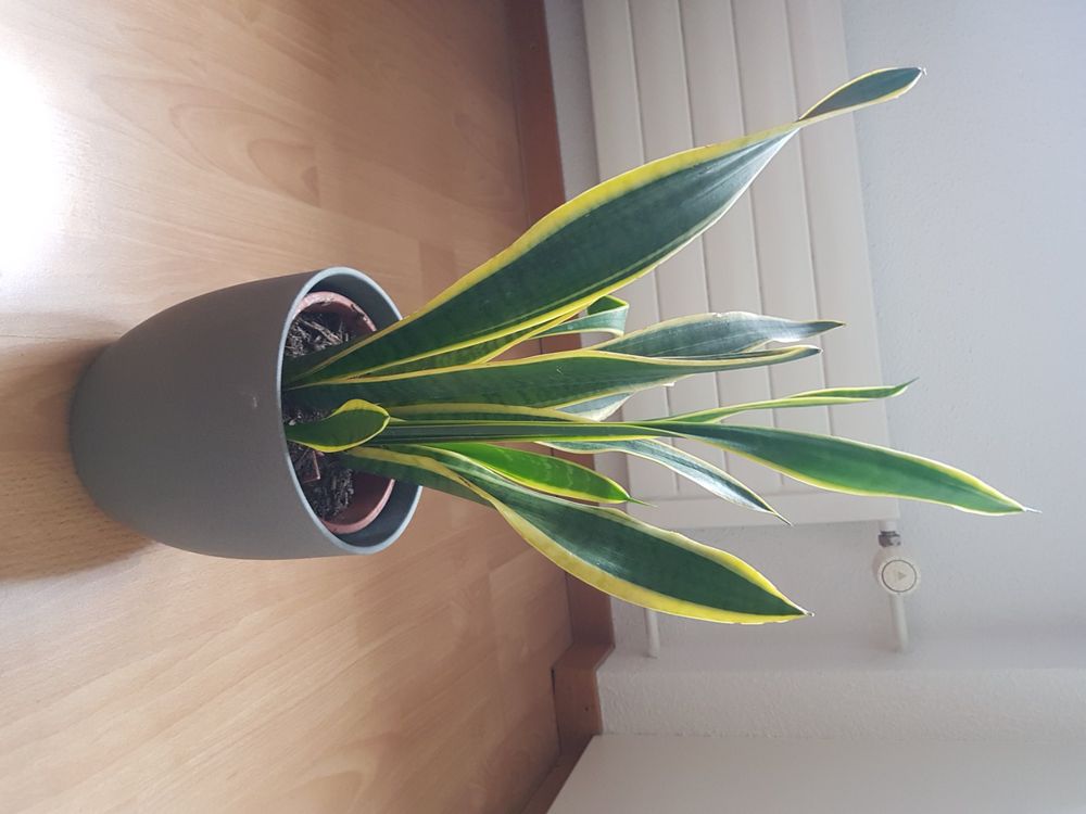 Snake plant.Schwiegermutterzunge Pflanze.Dracaena trifaci (Neu (gemäss ...