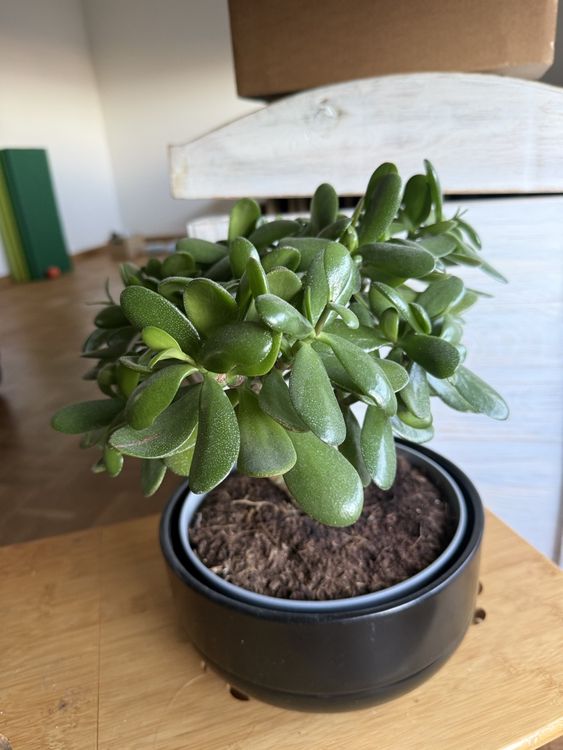 Jade Plant in Black Pot - Perfect Indoor Decor! (Gebraucht) in Zug für ...