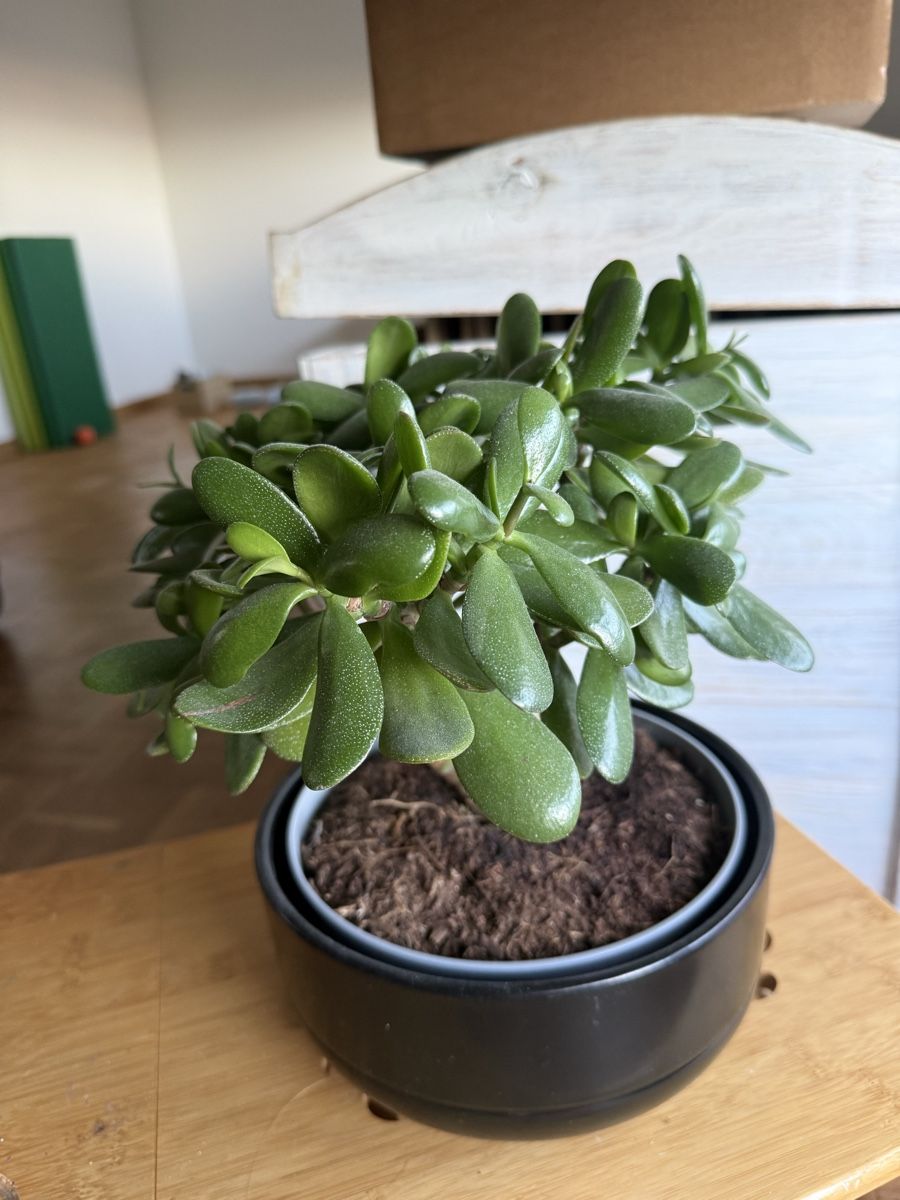 Jade Plant in Black Pot - Perfect Indoor Decor! (Gebraucht) in Zug für ...