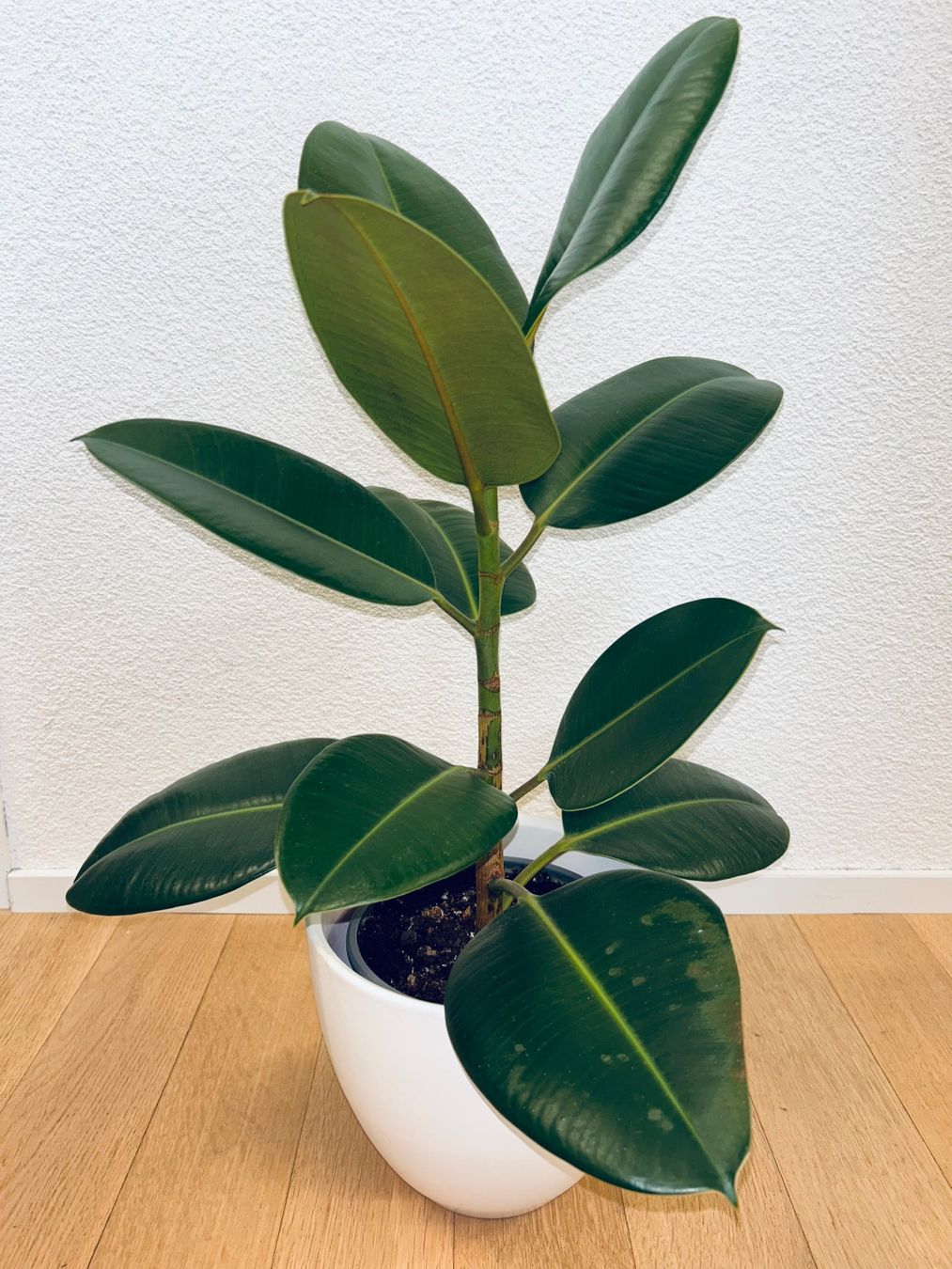 FICUS ELASTICA ROBUSTA Pflanze, Gummibaum (Gebraucht) in Kilchberg ZH ...