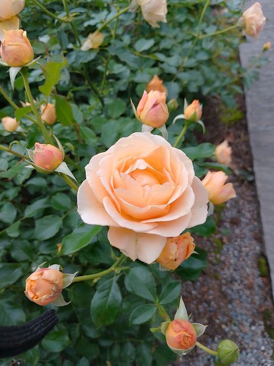 Gutschein Brüggli Romanshorn (Neu und originalverpackt) in Weinfelden für CHF 23 – nur Abholung ...