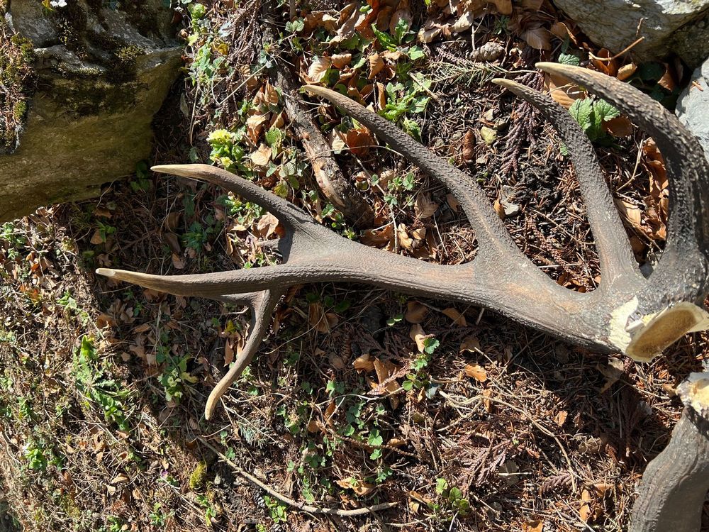 Hirsch Geweih Geweih-Stangen riesiger 18-ender (Gebraucht) in Vaduz für CHF 130 – mit Lieferung ...