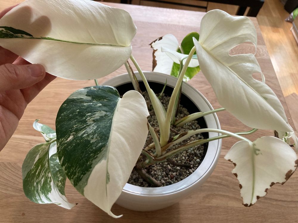 Monstera variegata full moon (Gebraucht) in Basel für CHF 92 – mit ...