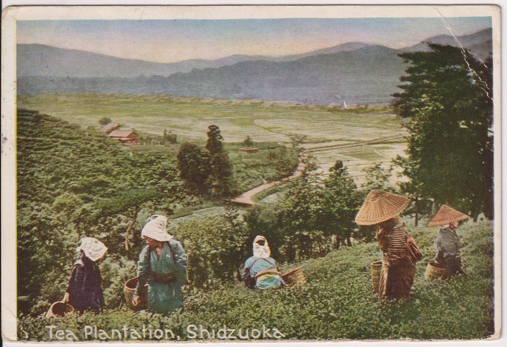 1918, Karte Japan nach Italien, Teepflüggerinen (Gebraucht) in Basel ...