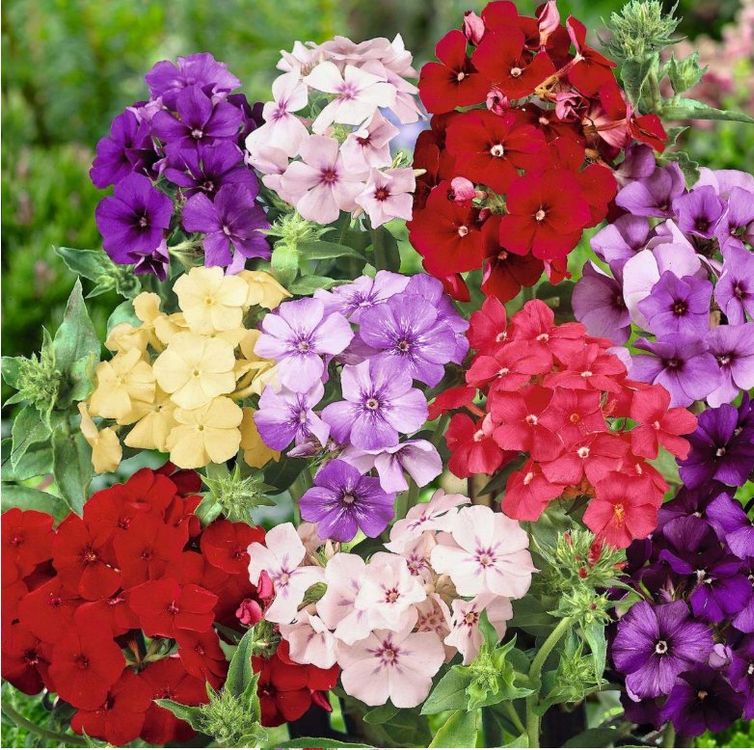 Phlox Samen Kaufen