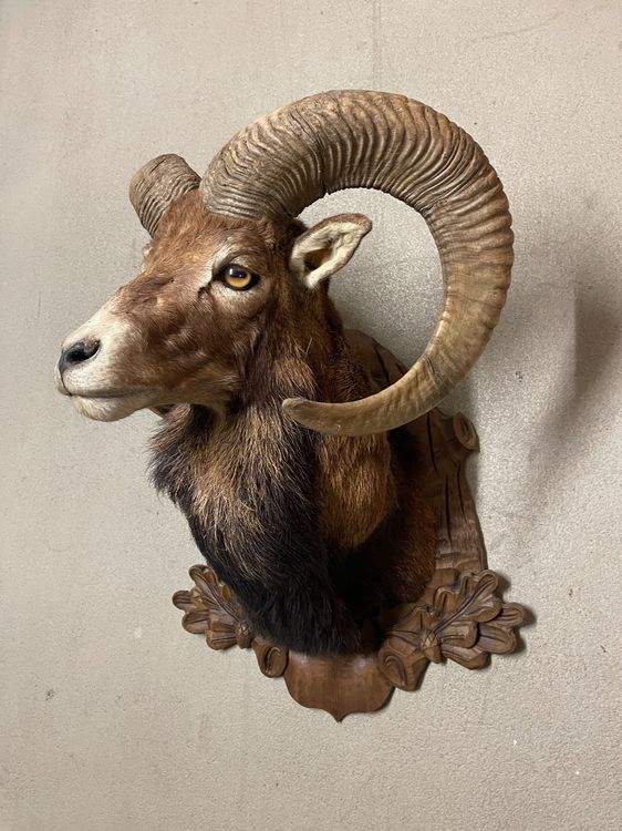 Sehr schöne Mufflon (Widder) Trophäe / Präparat | Kaufen auf Ricardo