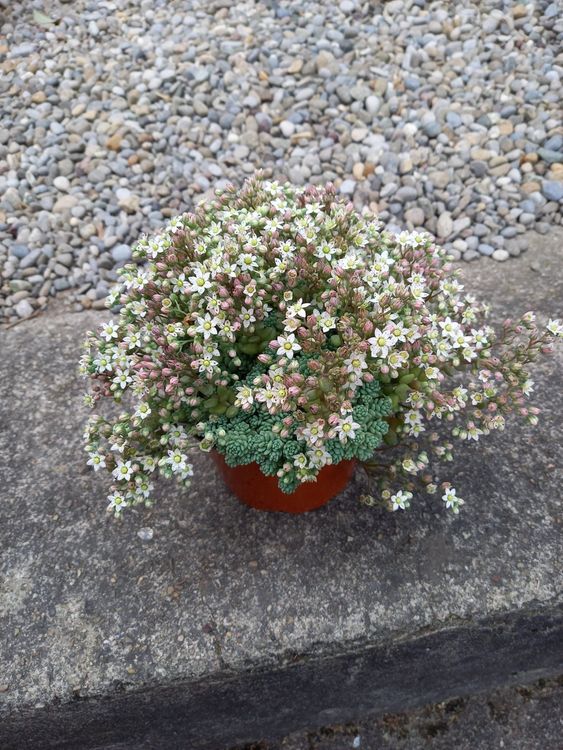 Sukkulente: Sedum dasyphyllum 'Silver Roses' | Kaufen auf Ricardo