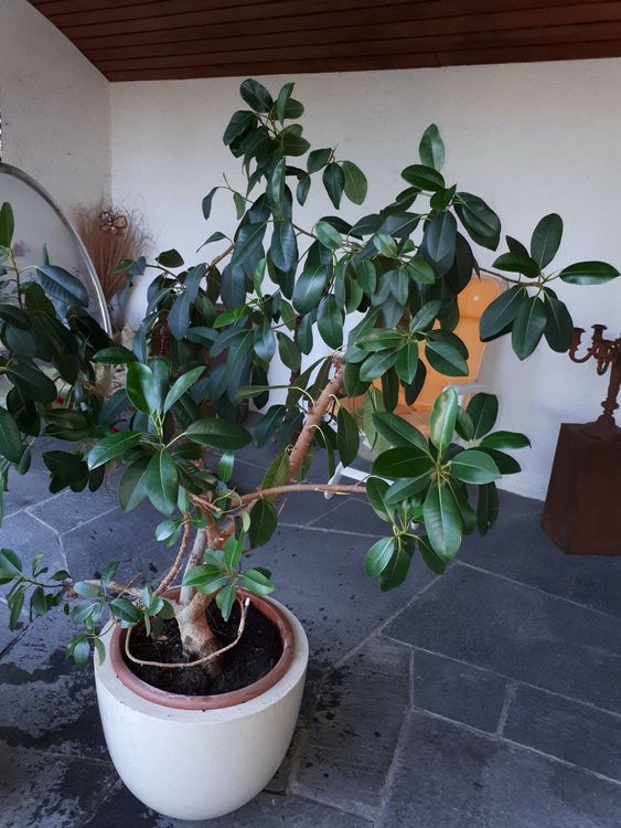 Ficus elastica ca. 160 cm mit Topf (Gebraucht) in Weiningen ZH für CHF ...