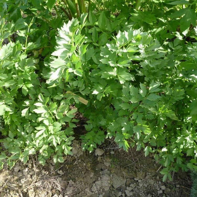 Ache des montagnes ! 15g (Neuf (Voir description)) à Bremblens pour CHF ...