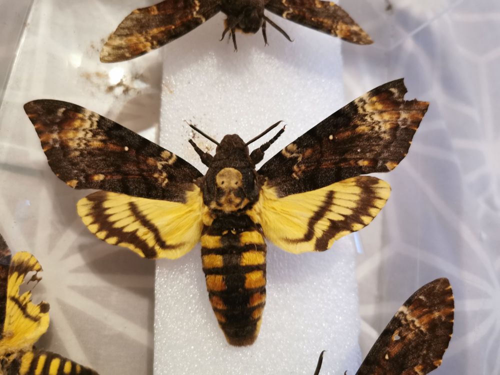 Totenkopfmotte Moth Totenkopfschwärmer Acherontia atropos (Gebraucht ...