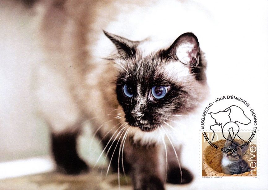 Maximumkarte Süsse Tiere - Katze - give me five (Neu (gemäss Beschreibung)) in Dottikon für CHF ...