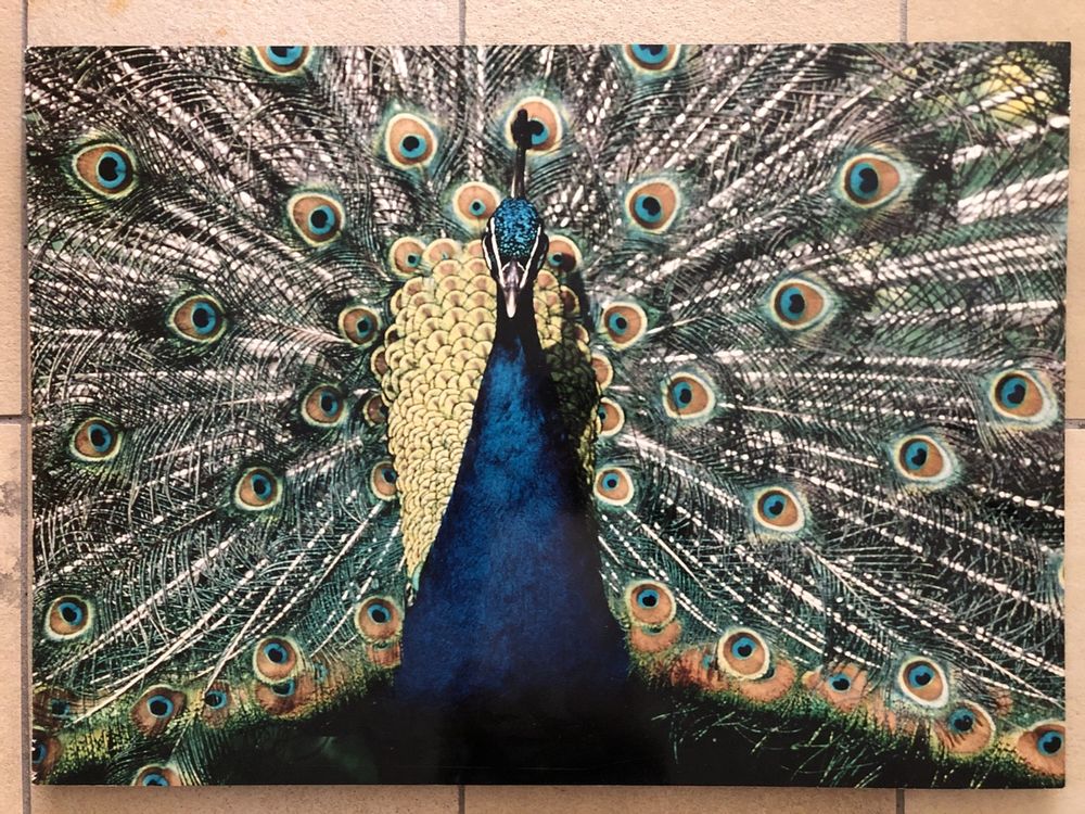 Bild Pfau (Gebraucht) in Gränichen für CHF 10 – nur Abholung auf ...