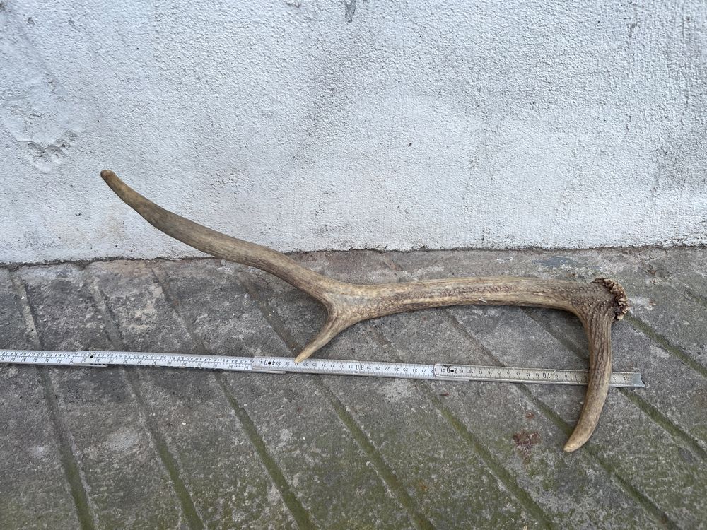 hirschgeweih geweih hirsch geweihstange (Gebraucht) in Vaduz für CHF 30 – mit Lieferung auf ...